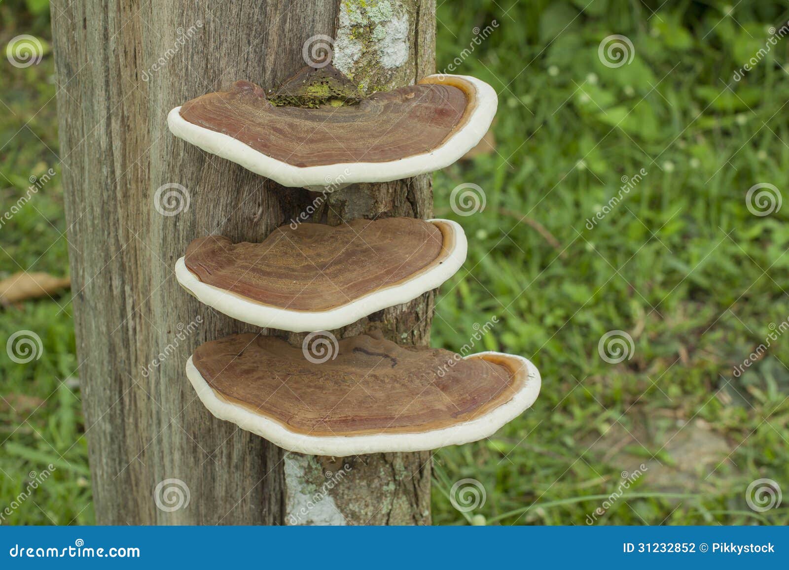 Ganoderma Lucidum stock photo. Image of mushroom, semicircle - 31232852