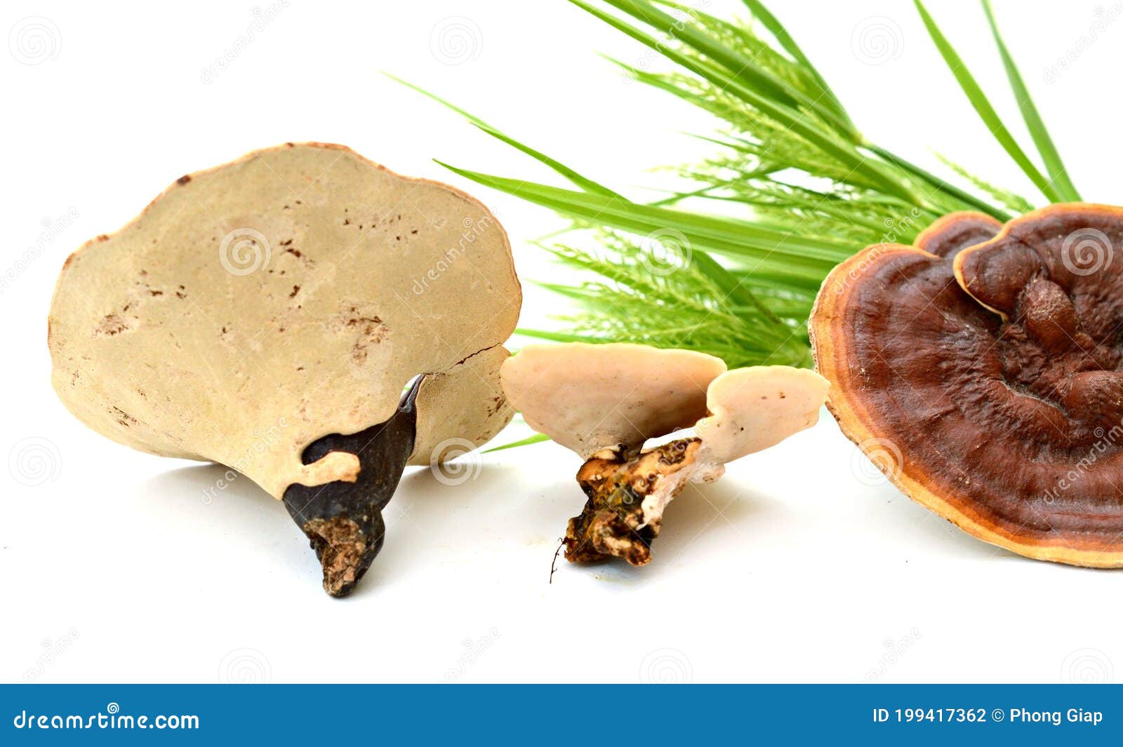 Ganoderma. Lucidum, drug. stock photo. Image of green - 199417362