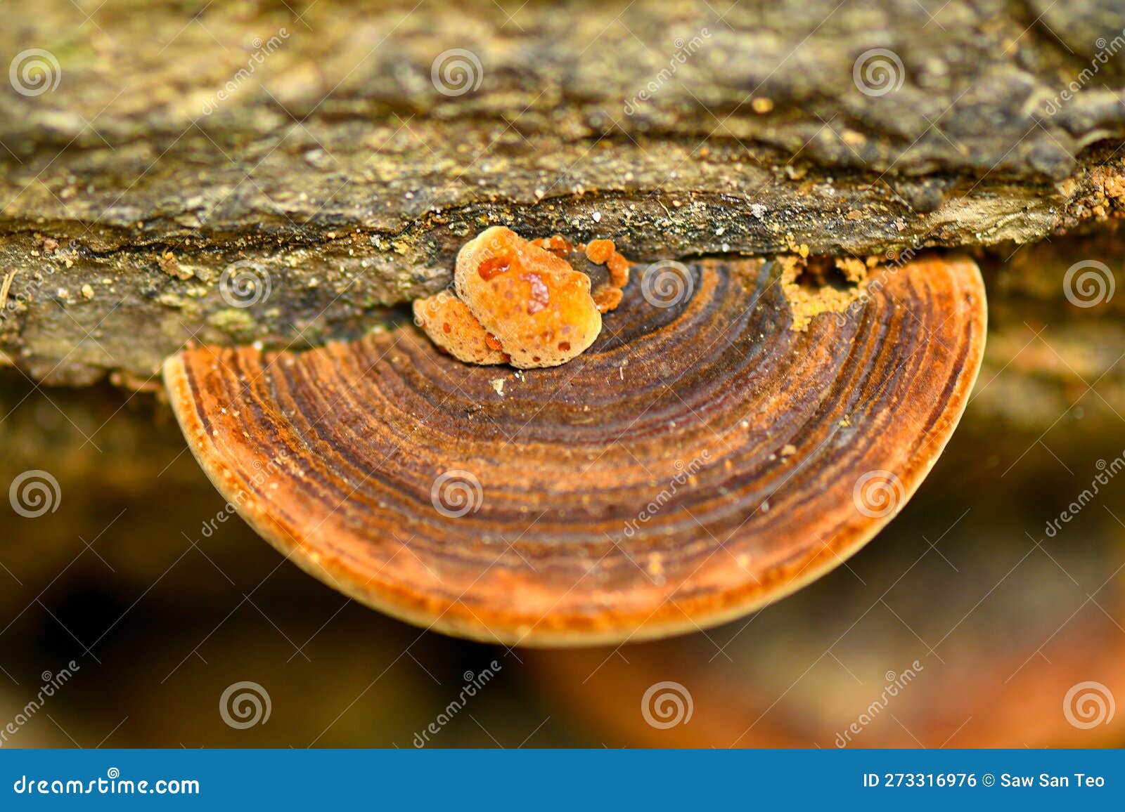 Ganoderma Lucidum Fungus in Tropical Rainforest Stock Photo - Image of ...