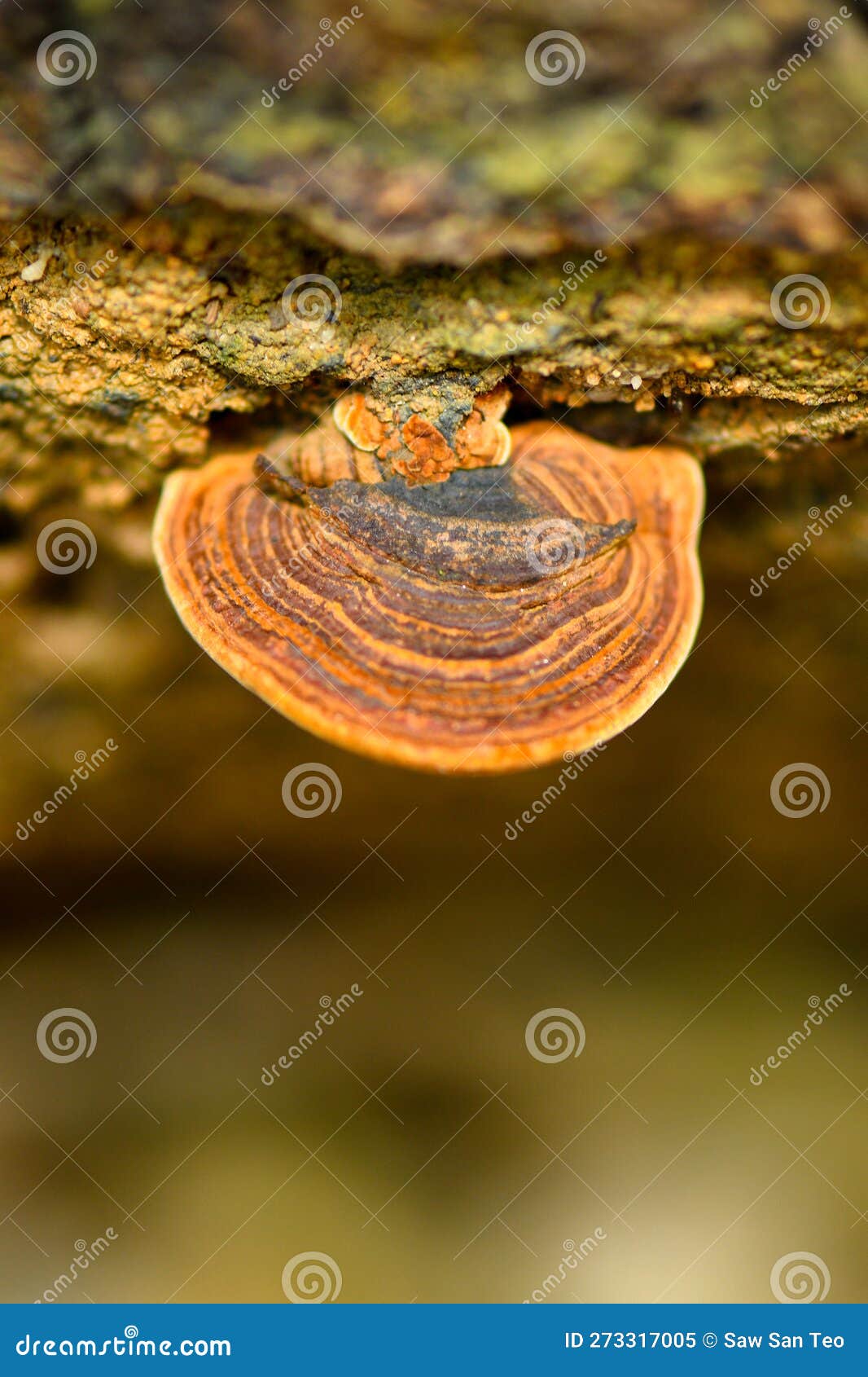 Ganoderma Lucidum Fungus in Tropical Rainforest Stock Image - Image of ...