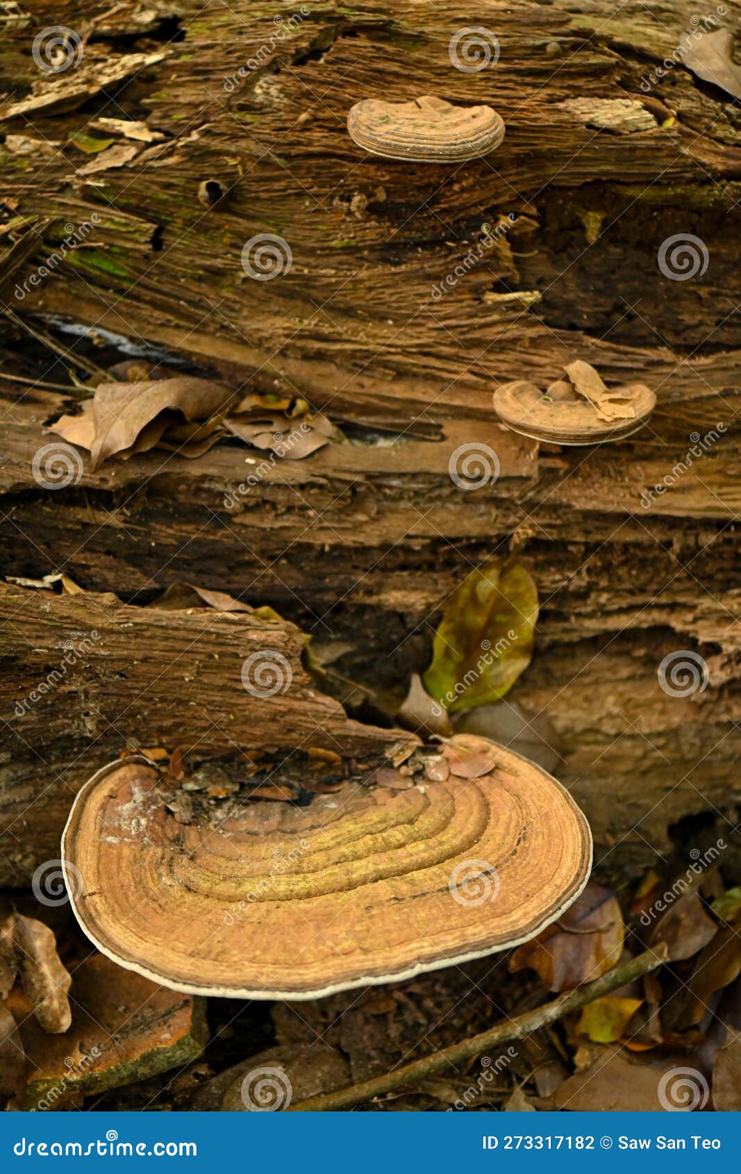 Ganoderma Lucidum Fungus in Tropical Rainforest Stock Photo - Image of ...
