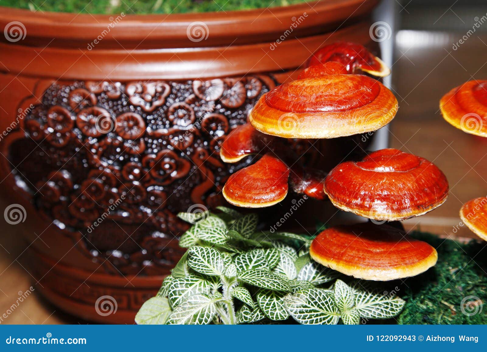 Ganoderma lucidum stock image. Image of gourmet, food - 122092943