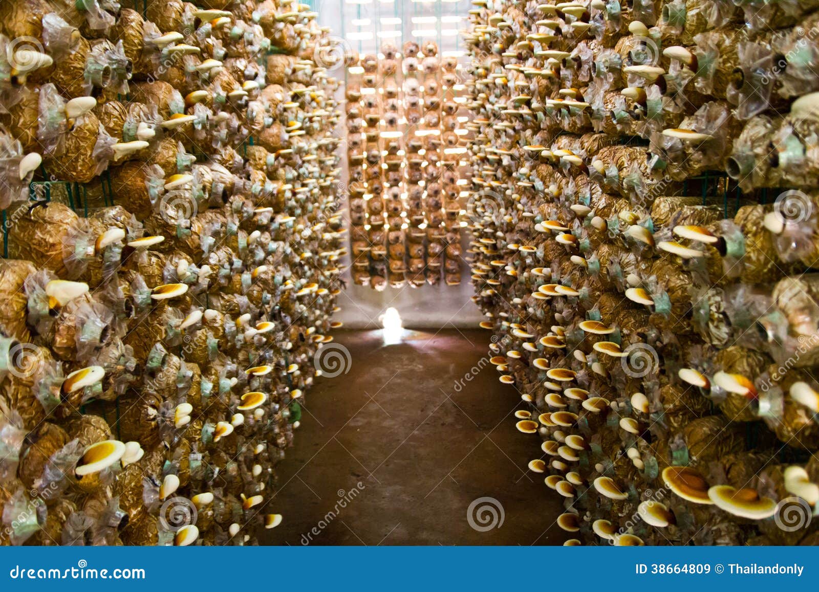 Ganoderma Lucidum Growing In Farm. Stock Image - Image: 38664809