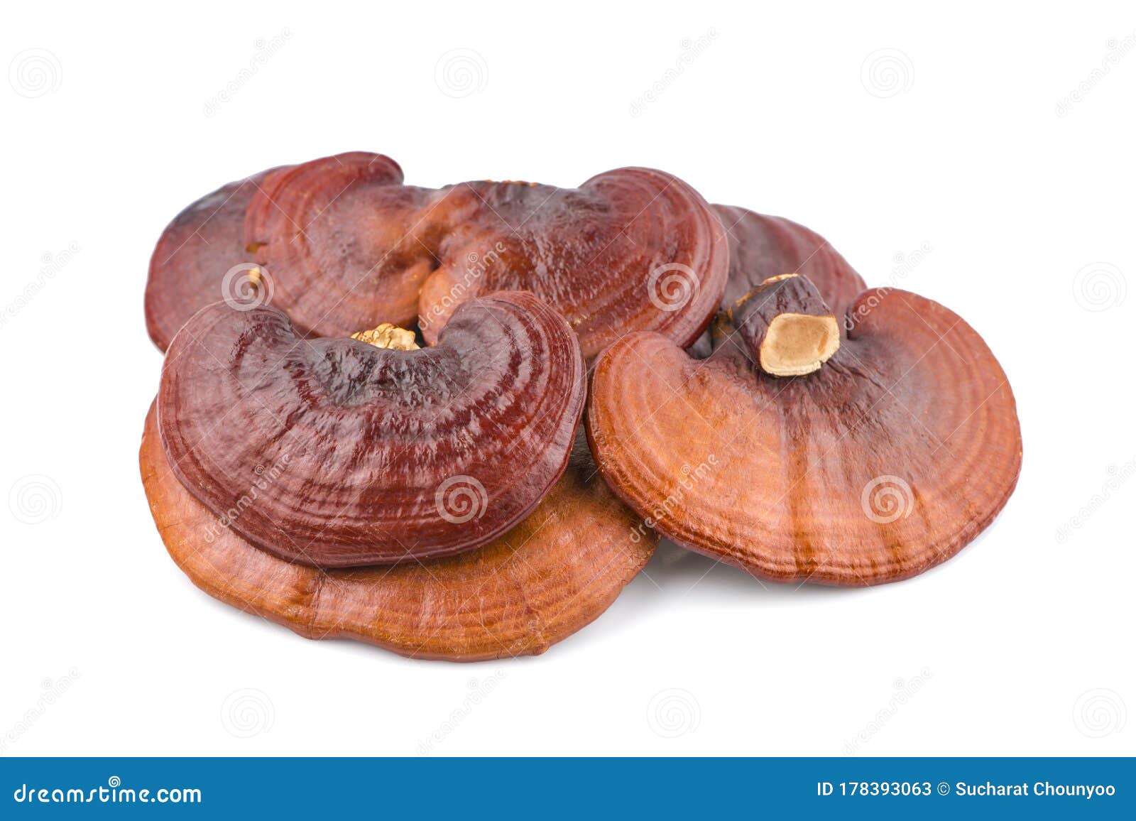 Ganoderma Lucidum Hongo Aislado En Fondo Blanco Imagen de archivo ...