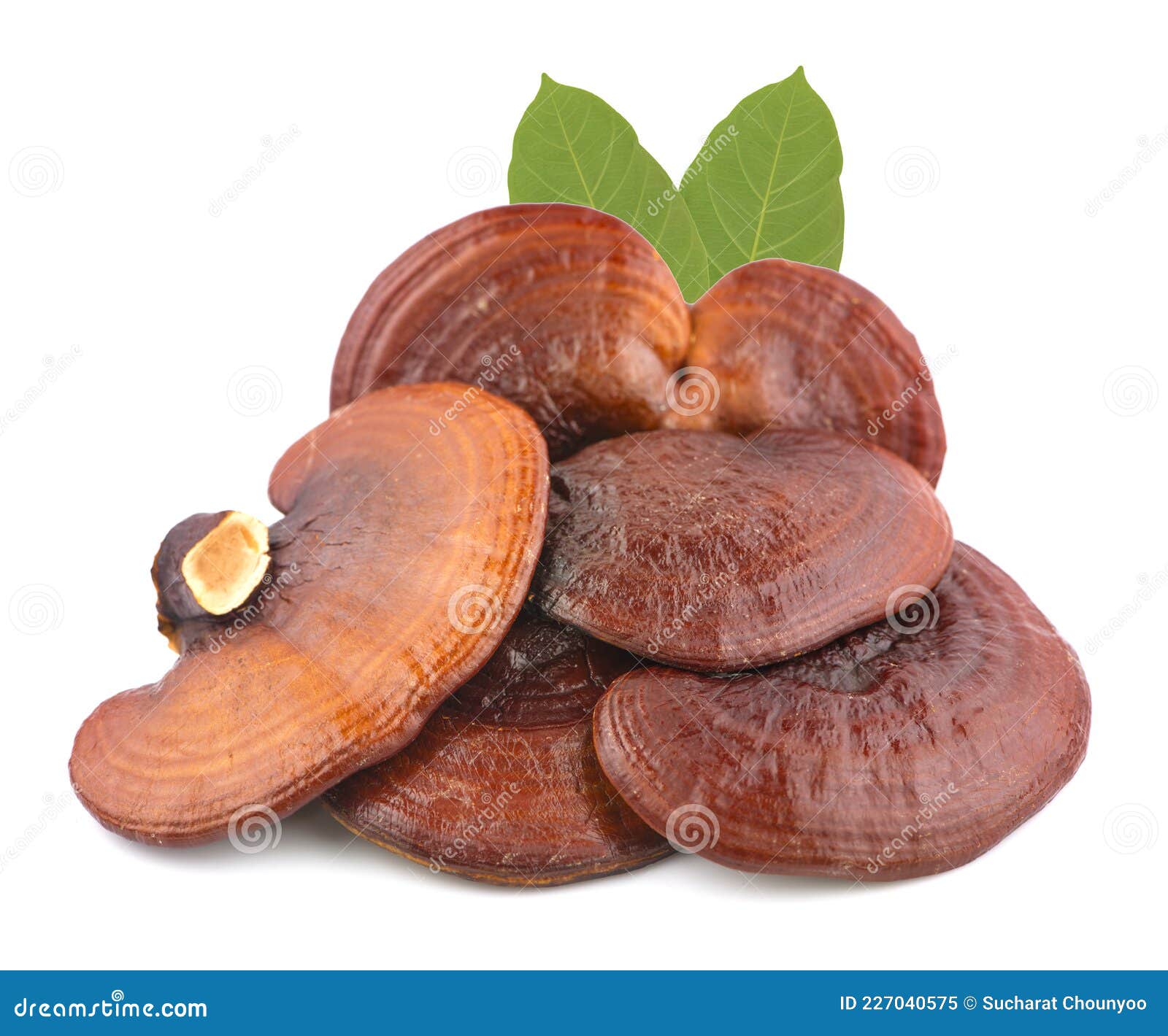 Ganoderma Lucidum Hongo Aislado En Fondo Blanco Imagen de archivo ...