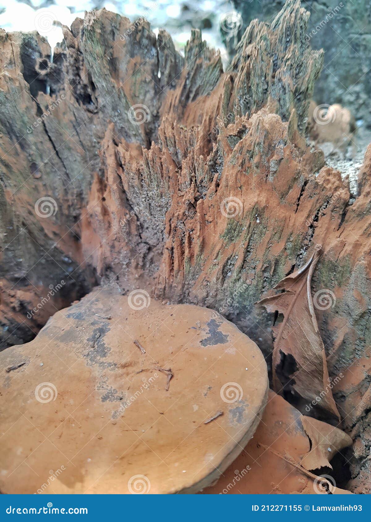Ganoderma Lucidum Lingzhi or Reishi at Nature. Stock Image - Image of ...