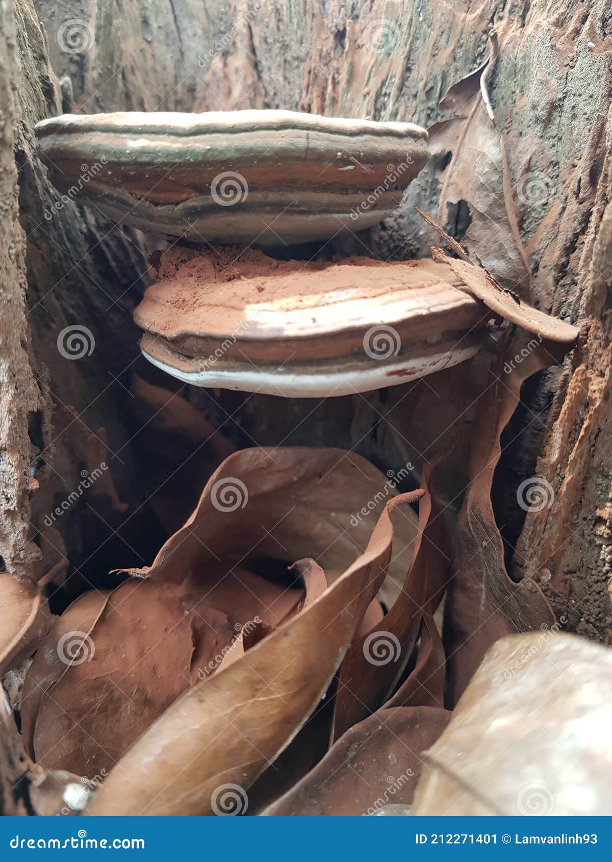 Ganoderma Lucidum Lingzhi or Reishi at Nature. Stock Image - Image of ...