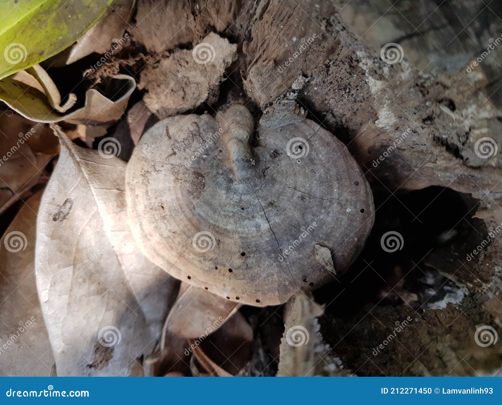 Ganoderma Lucidum Lingzhi or Reishi at Nature. Stock Photo - Image of ...