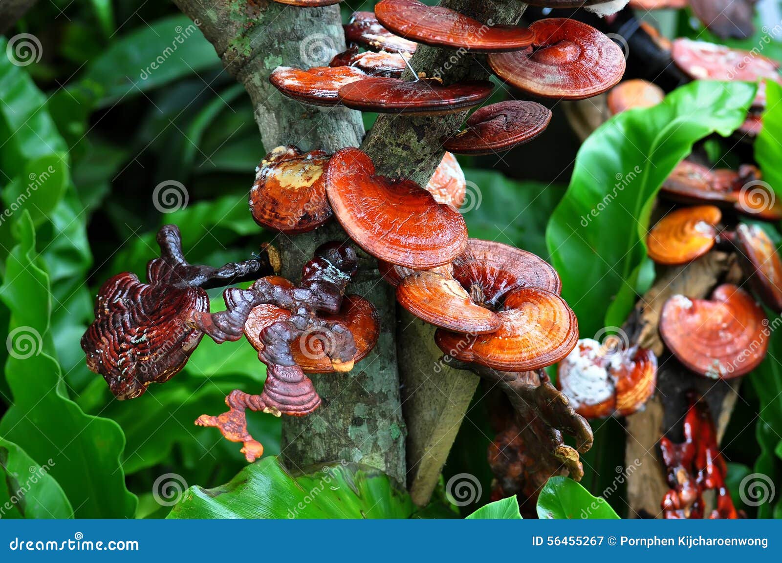 Ganoderma lucidum stock image. Image of herbal, reishi - 56455267