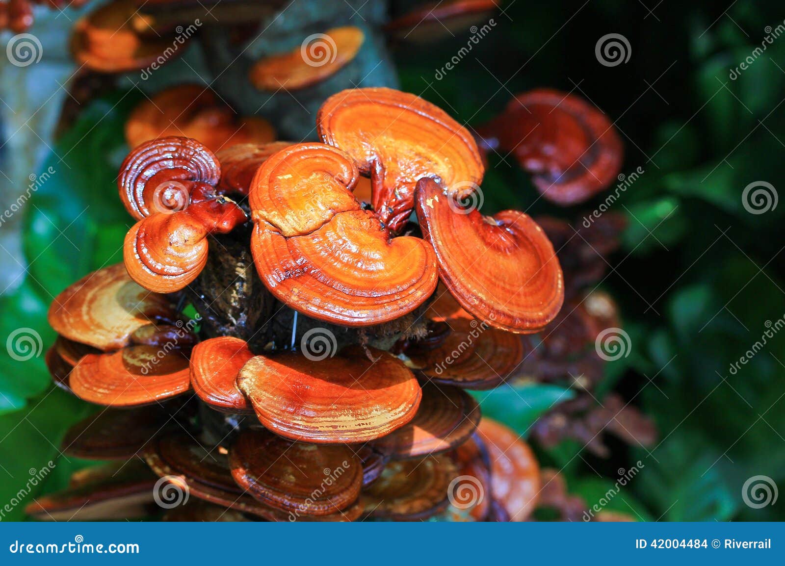 Ganoderma lucidum mushroom stock photo. Image of delicacy - 42004484