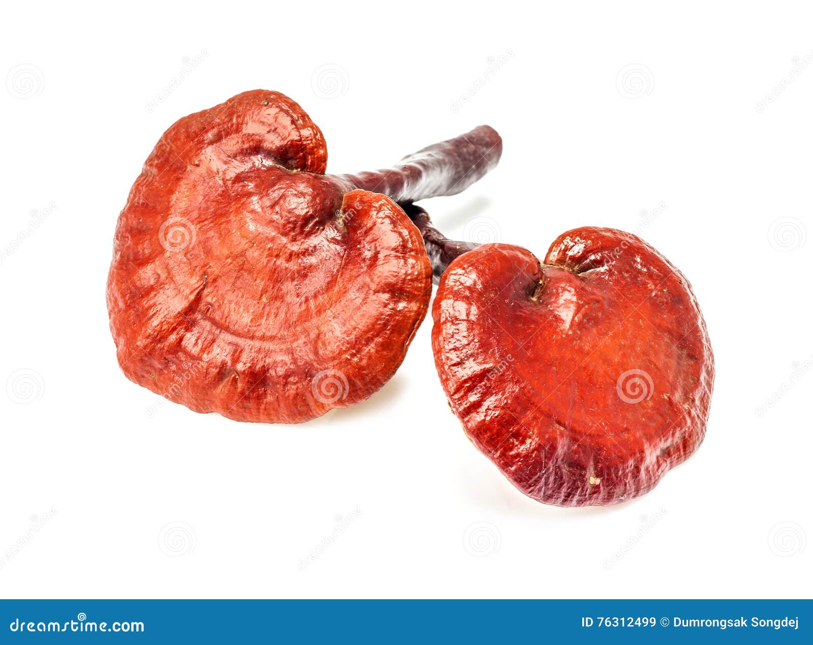 Ganoderma Lucidum Mushroom Isolated on White Stock Image - Image of ...