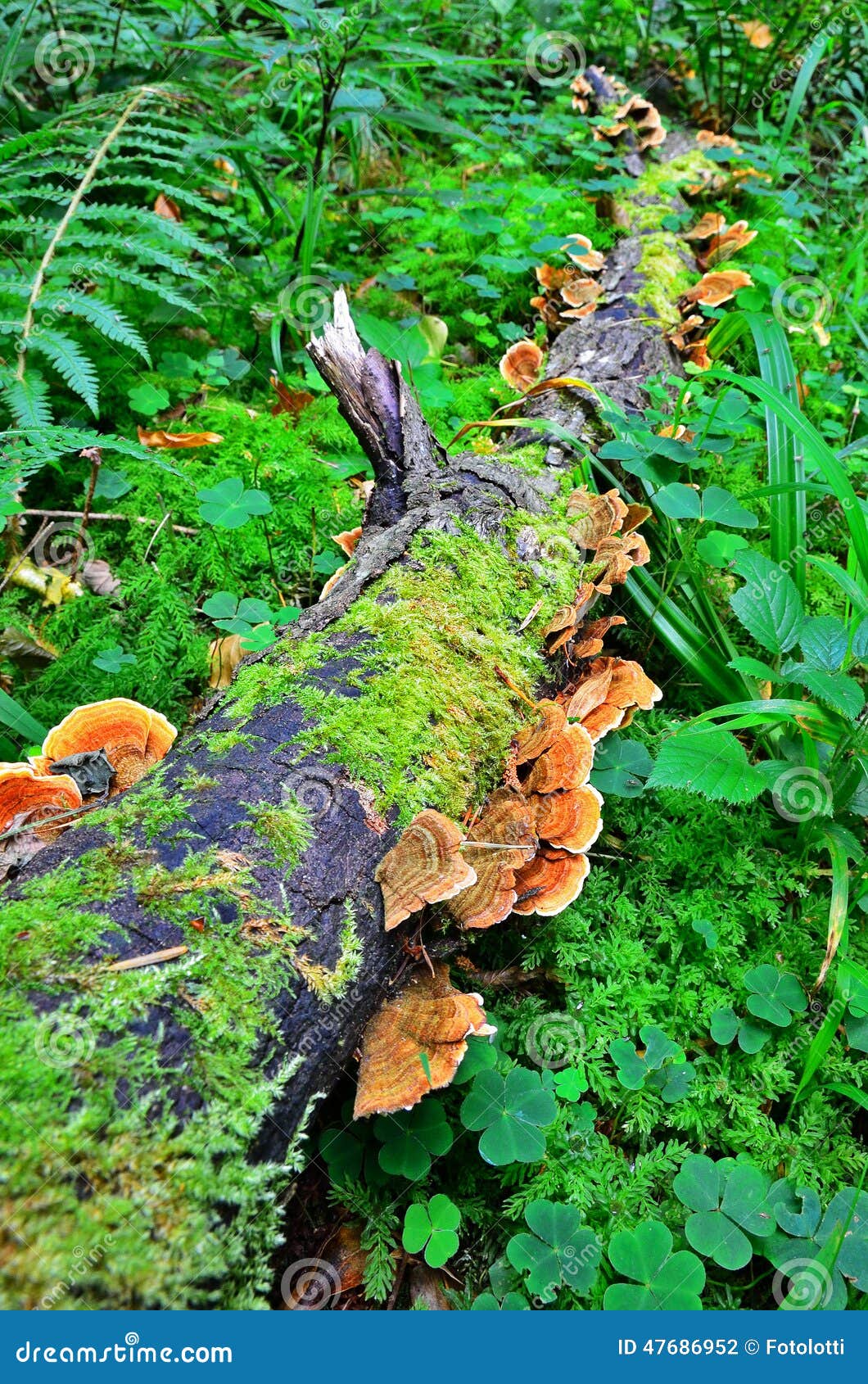 Parasitic Fungus Fomes Fomentarius On A Tree. Fomes Fomentarius Is A ...