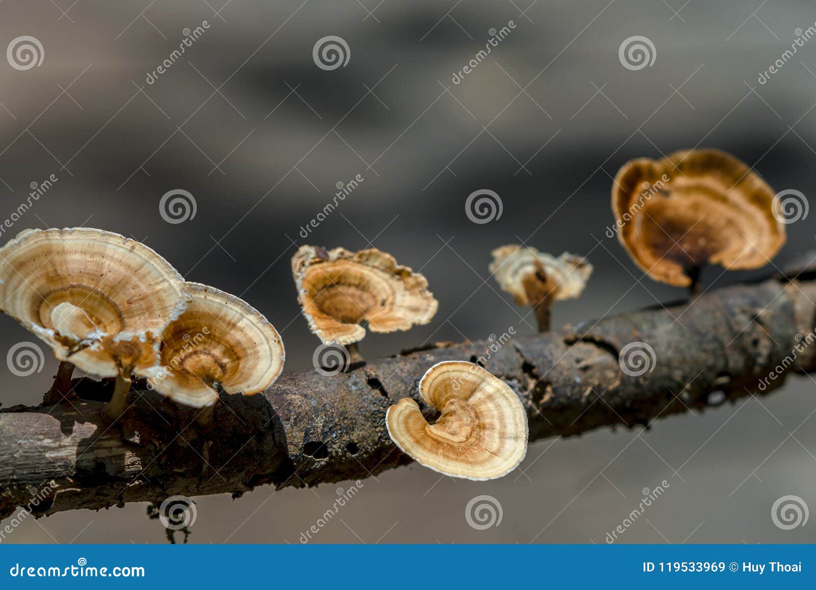 Ganoderma Mushroom Grows from Below on the Tree Trunks Stock Image ...