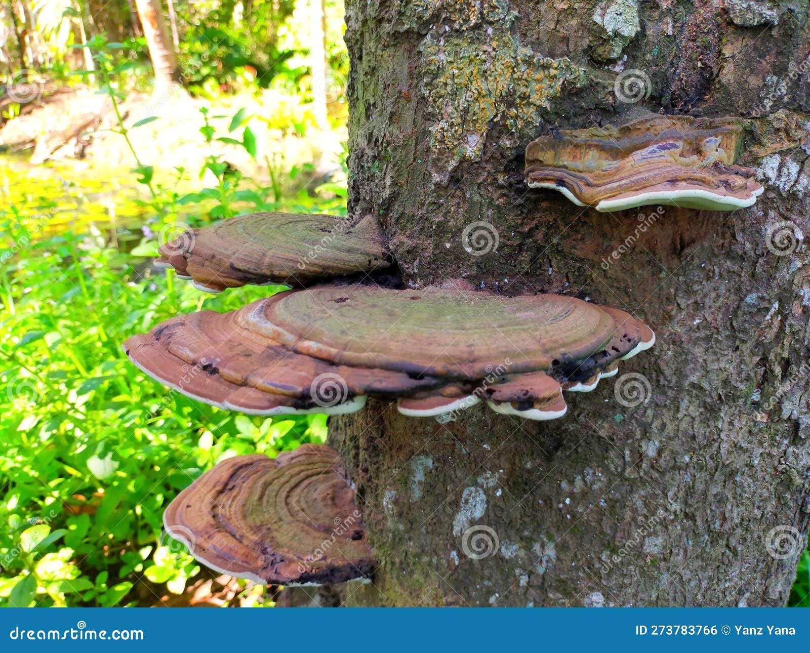 Ganoderma Mushrooms that Grow on Trees that are Dry and Weathered Stock ...