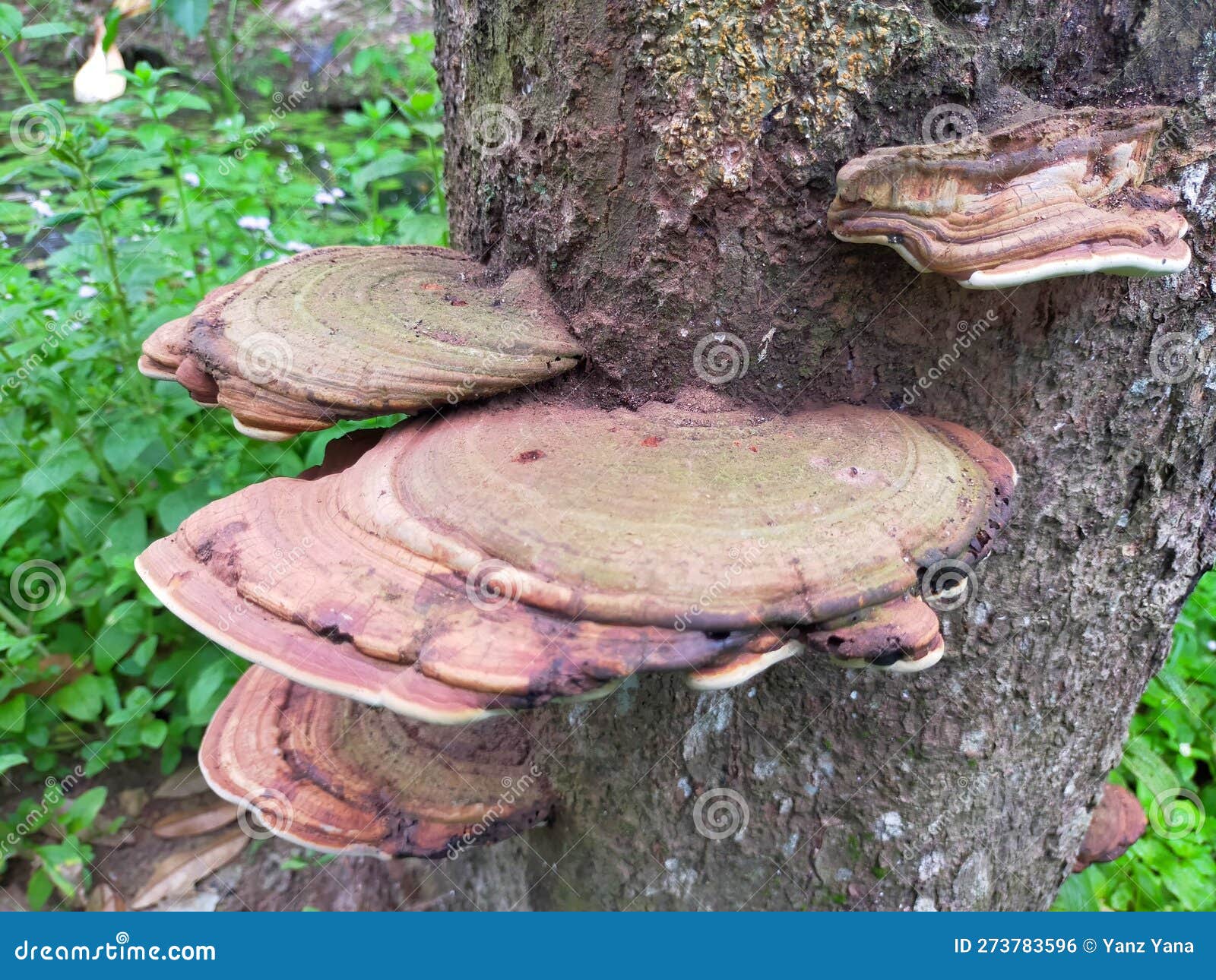 Ganoderma Mushrooms that Grow on Trees that are Dry and Weathered Stock ...