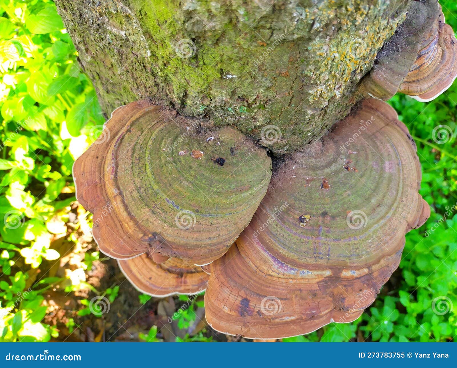 Ganoderma Mushrooms that Grow on Trees that are Dry and Weathered Stock ...