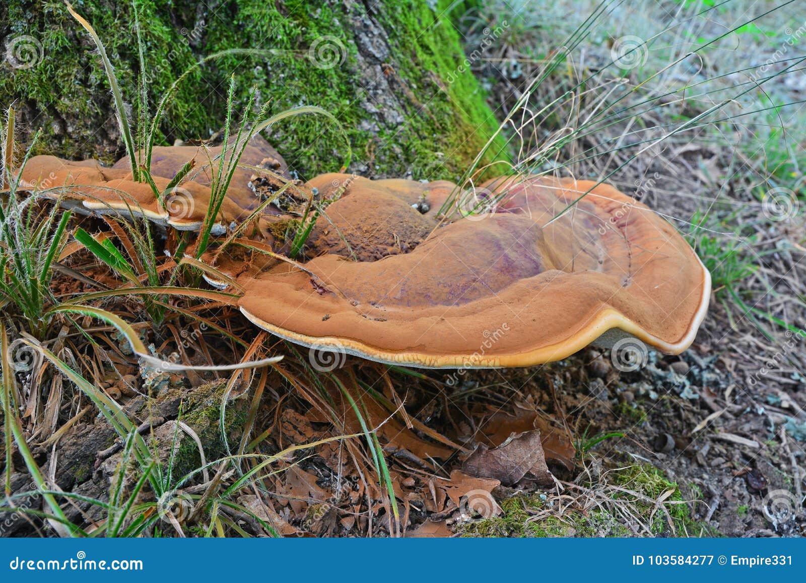 Ganoderma Resinaceum Fungus Stock Image - Image of mushroom, medicinal ...