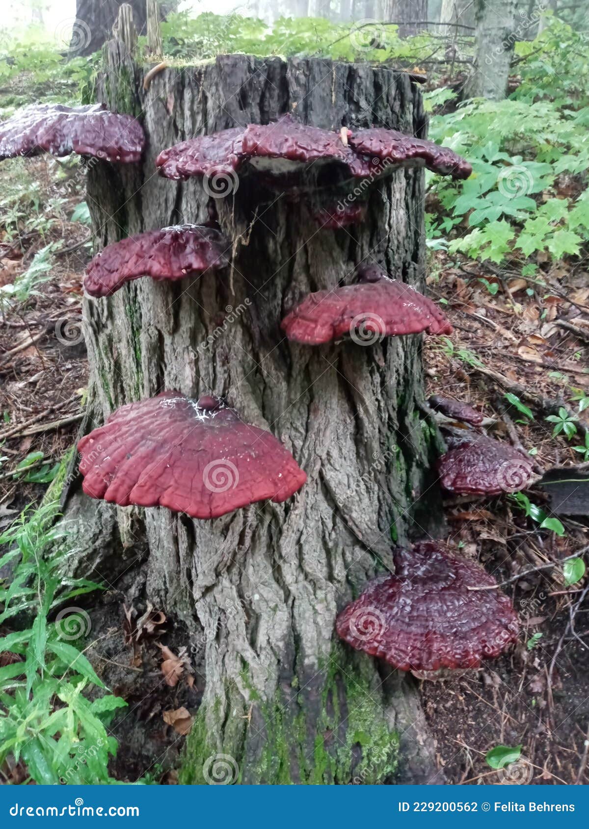 Ganoderma sessile stock photo. Image of species, hardwoods - 229200562
