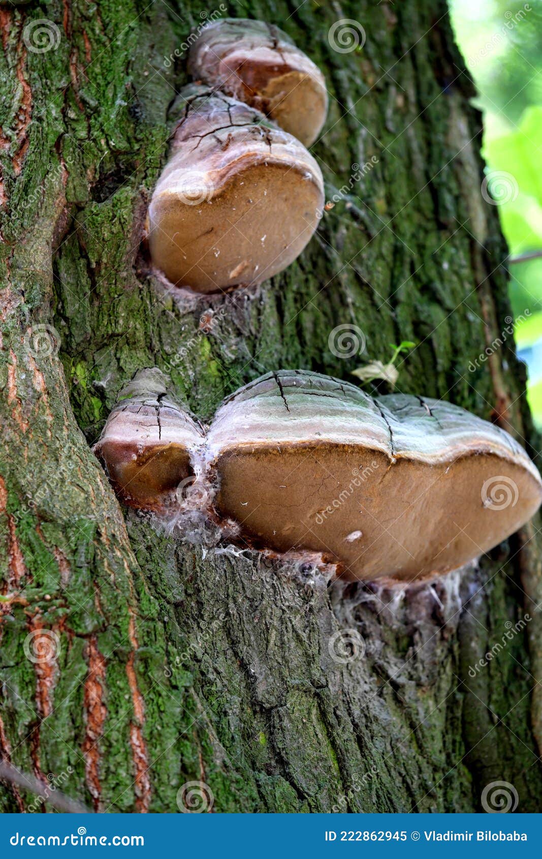 Ganoderma Southern Mushroom Stock Image - Image of common, fungal ...
