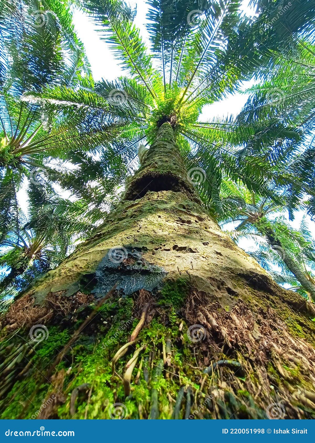 Ganoderma Symptom on Palm Oil Stock Photo - Image of boninense, sympt ...