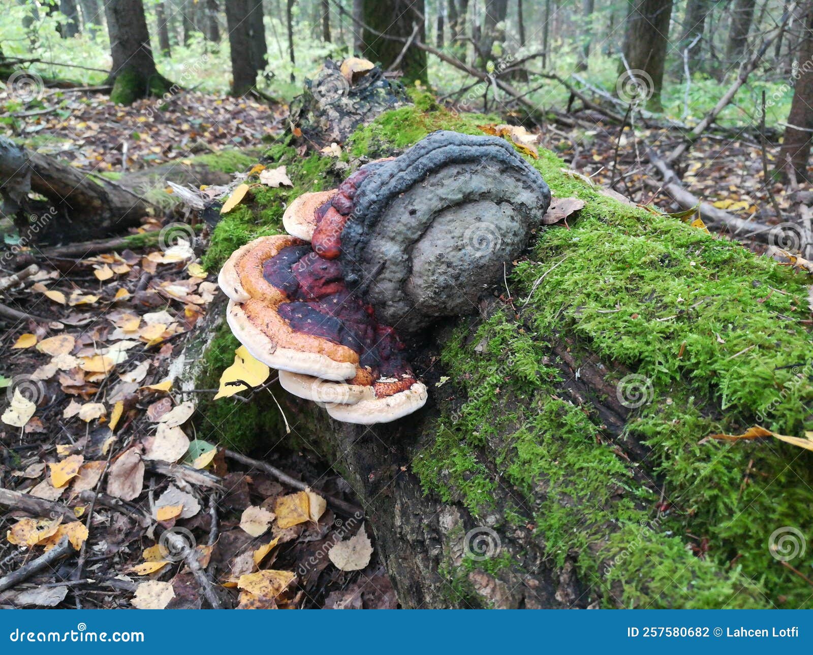 The Most Beautiful Ganoderma Stock Photo - Image of elms, enter: 257580682