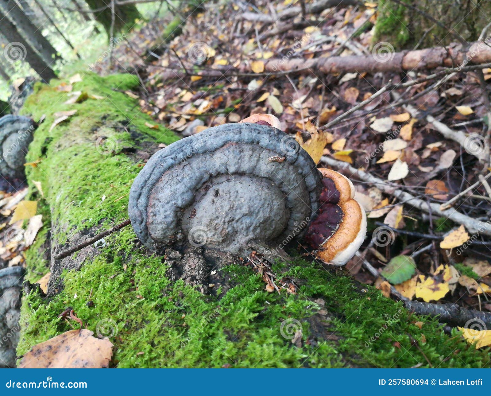 The Most Beautiful Ganoderma Stock Photo - Image of long, eventually ...