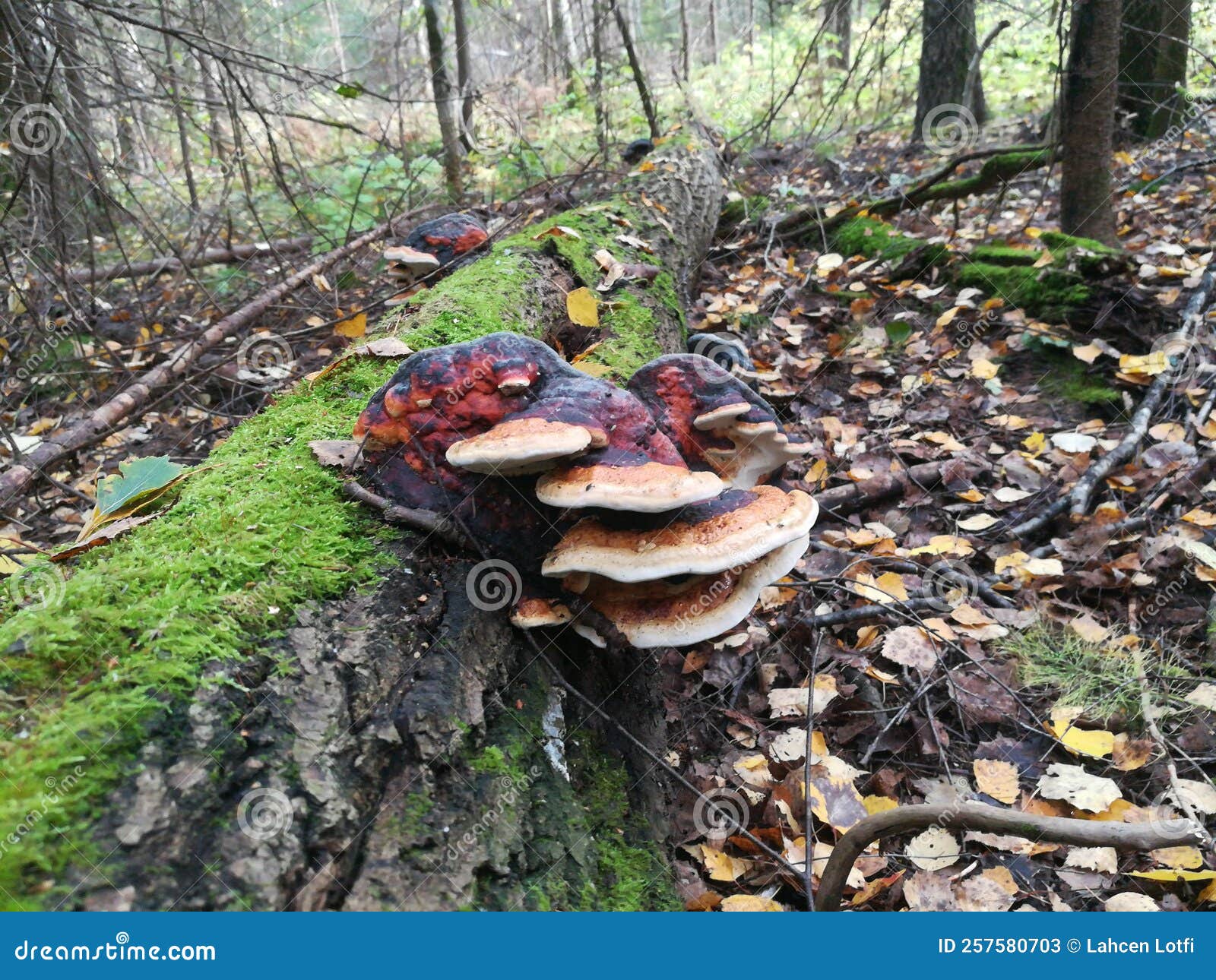 The Most Beautiful Ganoderma Stock Image - Image of ganoderma, long ...
