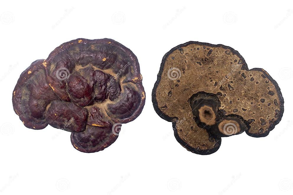 Ganoderma on a White Background Stock Image - Image of isolated, health ...