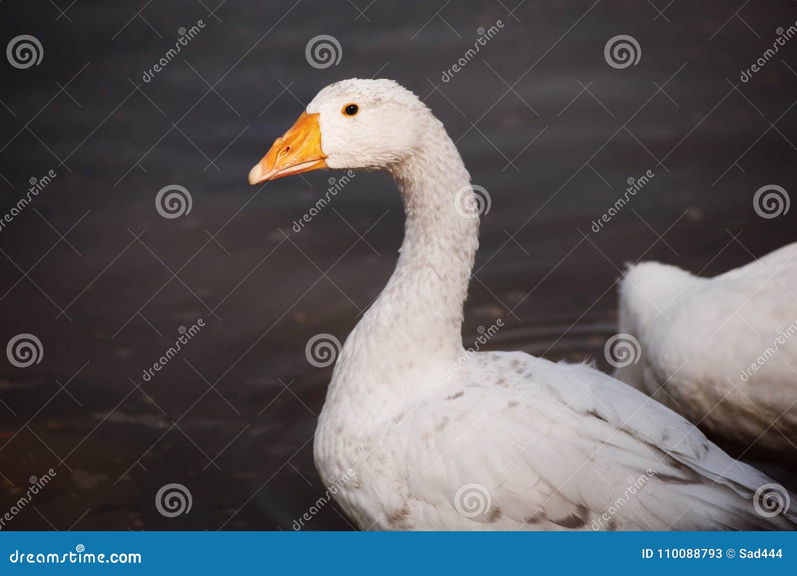 Gans stock afbeelding. Image of dier, milieu, foto, naughty - 110088793