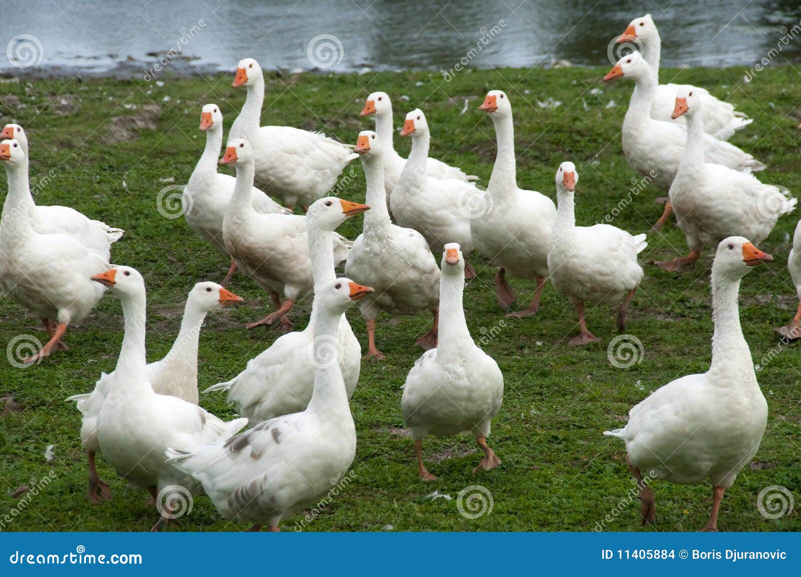 Gans stockfoto. Bild von tier, federn, quaken, feder - 11405884