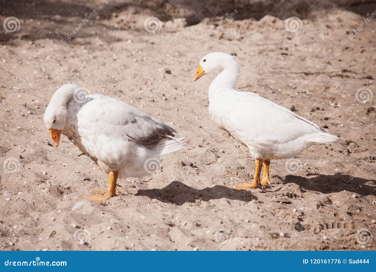 Gans stock foto. Image of vogel, nave, gans, water, dier - 120161776