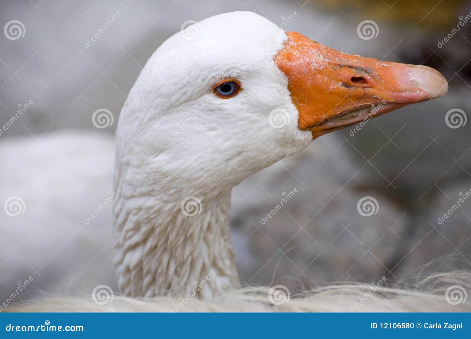 Gans stock foto. Image of veren, dierentuin, landbouw - 12106580