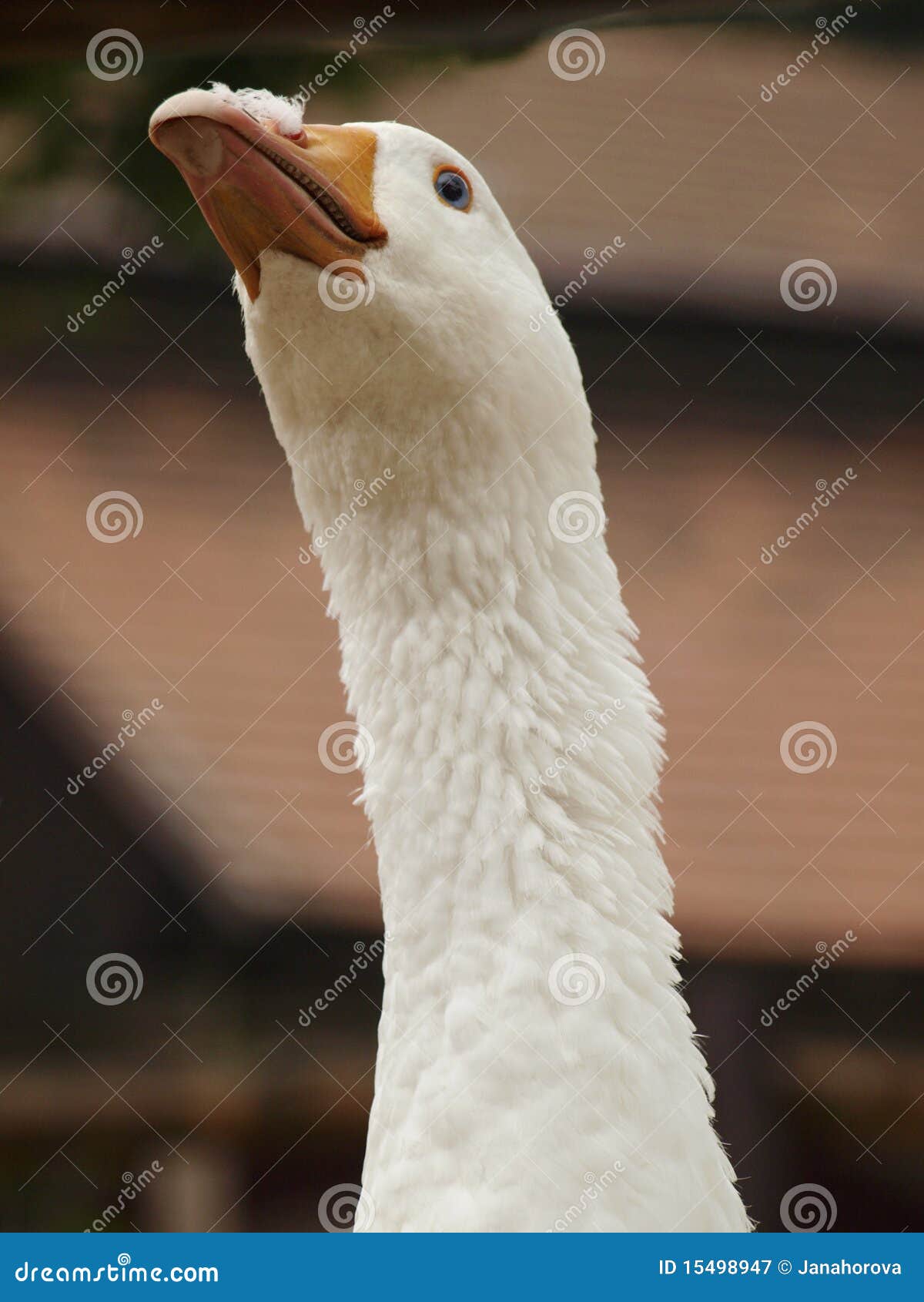 Gans stock afbeelding. Image of gans, landbouw, huis - 15498947