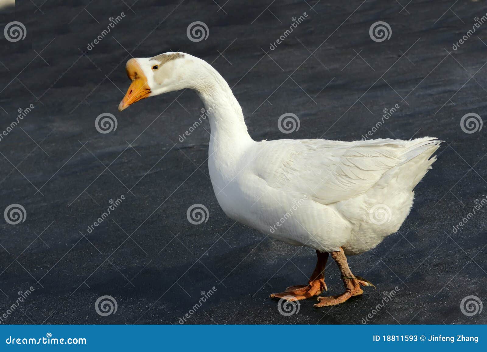 Gans Bild. Bild: 18811593