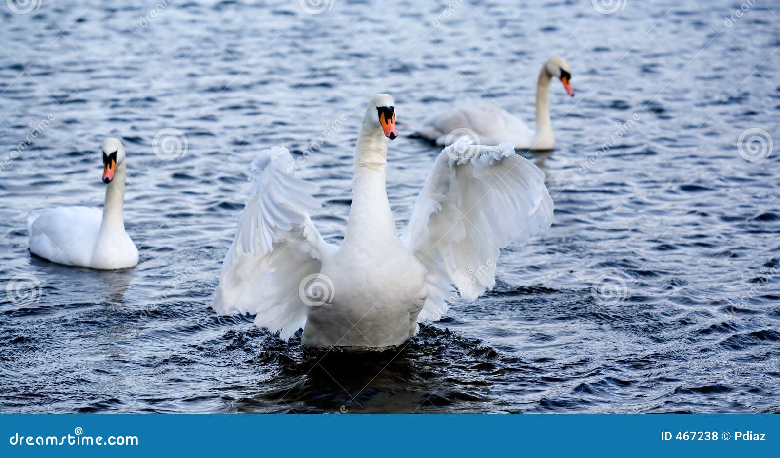 Gans stock foto. Image of rood, zwanen, elegant, vlucht - 467238