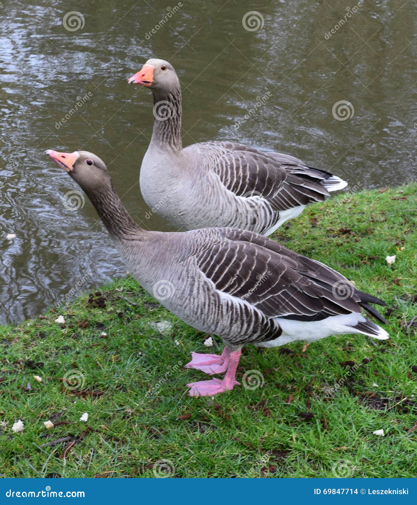 Gans stock foto. Image of wild, park, twee, groen, gans - 69847714