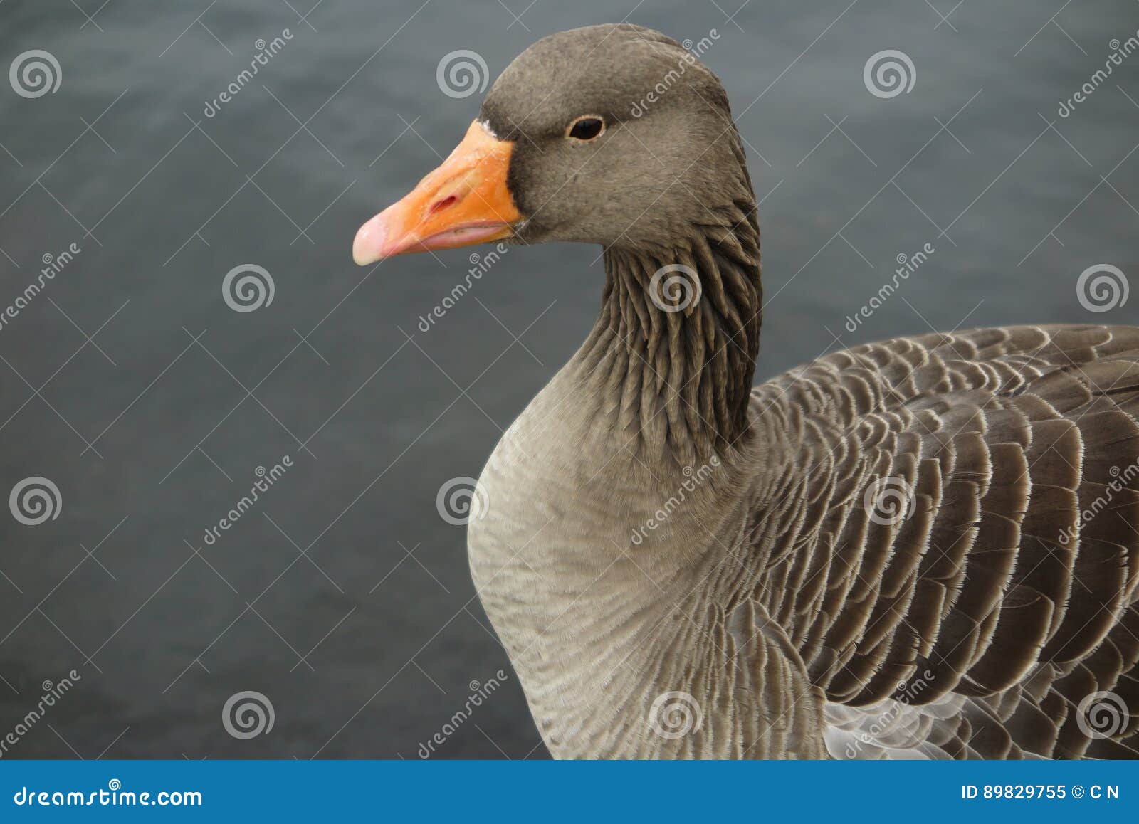 Gans stockbild. Bild von serpentin, london, park, schwarzes - 89829755