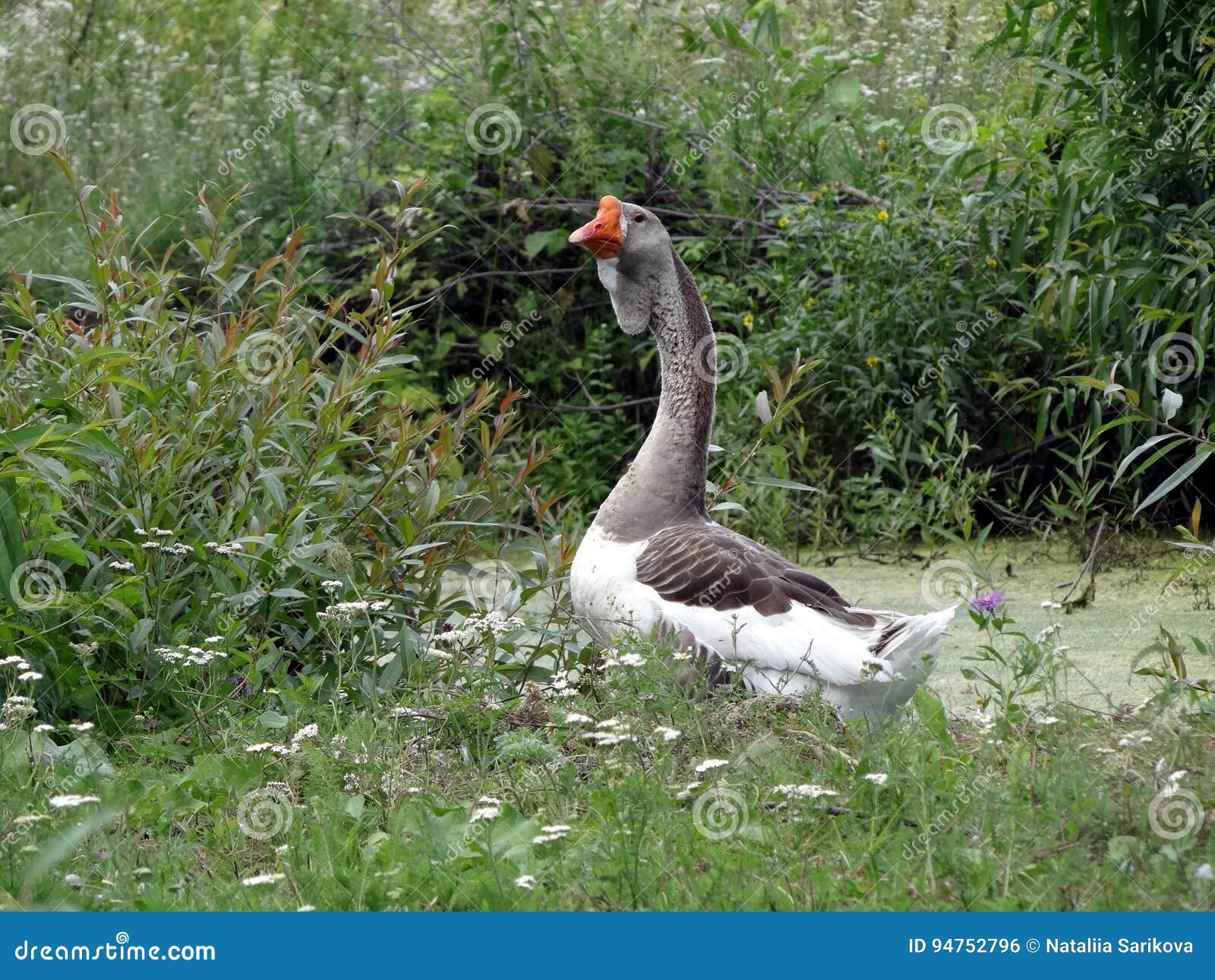 Gans stockfoto. Bild von gänse, wege, wasser, wild, bauernhof - 94752796