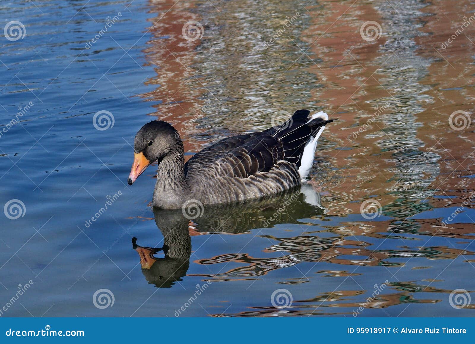 Gans stockbild. Bild von migration, zoologie, gans, wasser - 95918917