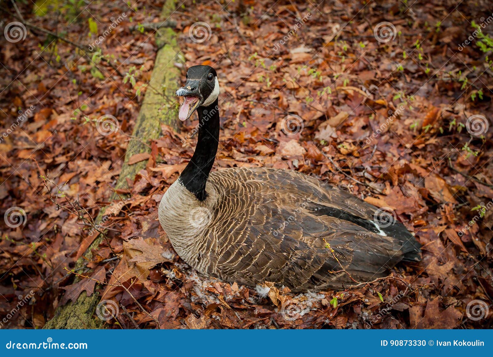 Gans, Die Eier Im Nest Legt Stockfoto - Bild von wildnis, schwarzes ...