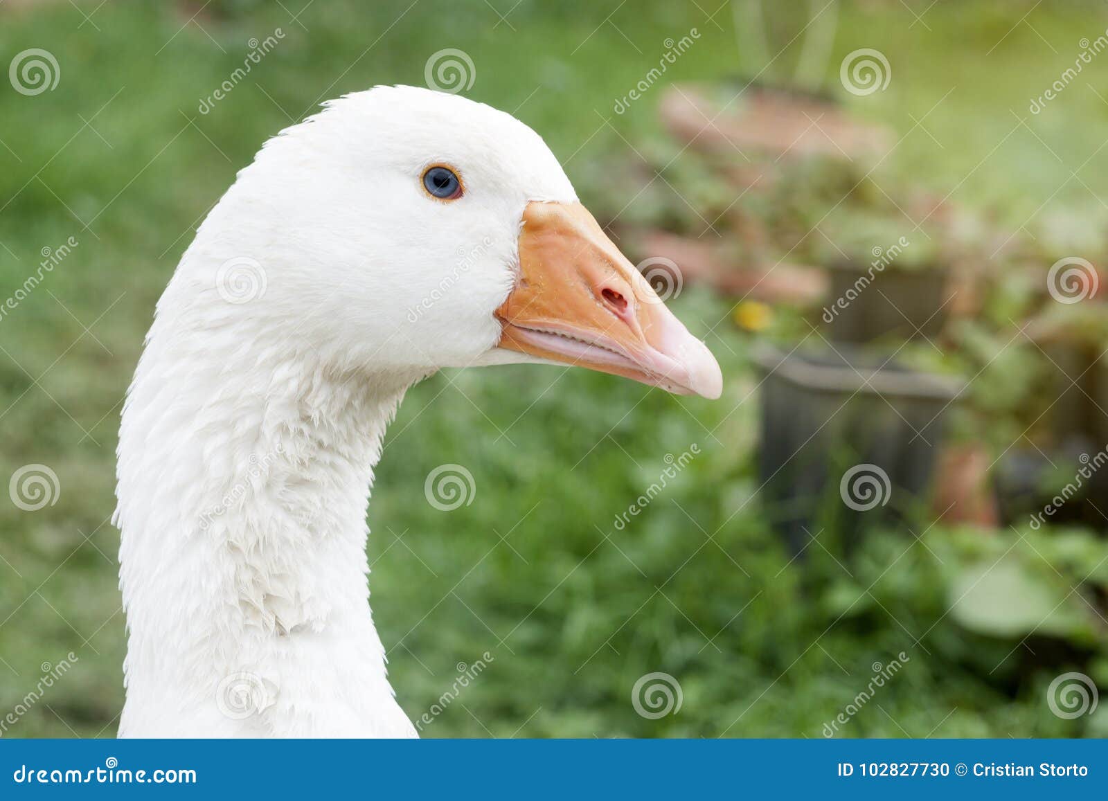 Gans Headshot stockfoto. Bild von zuhause, wild, jung - 102827730