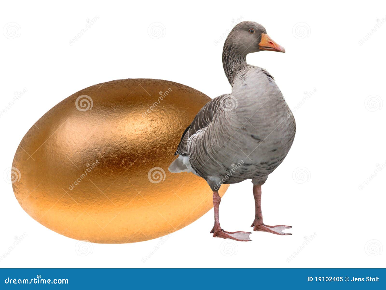 Gans met een gouden ei stock afbeelding. Image of succes - 19102405