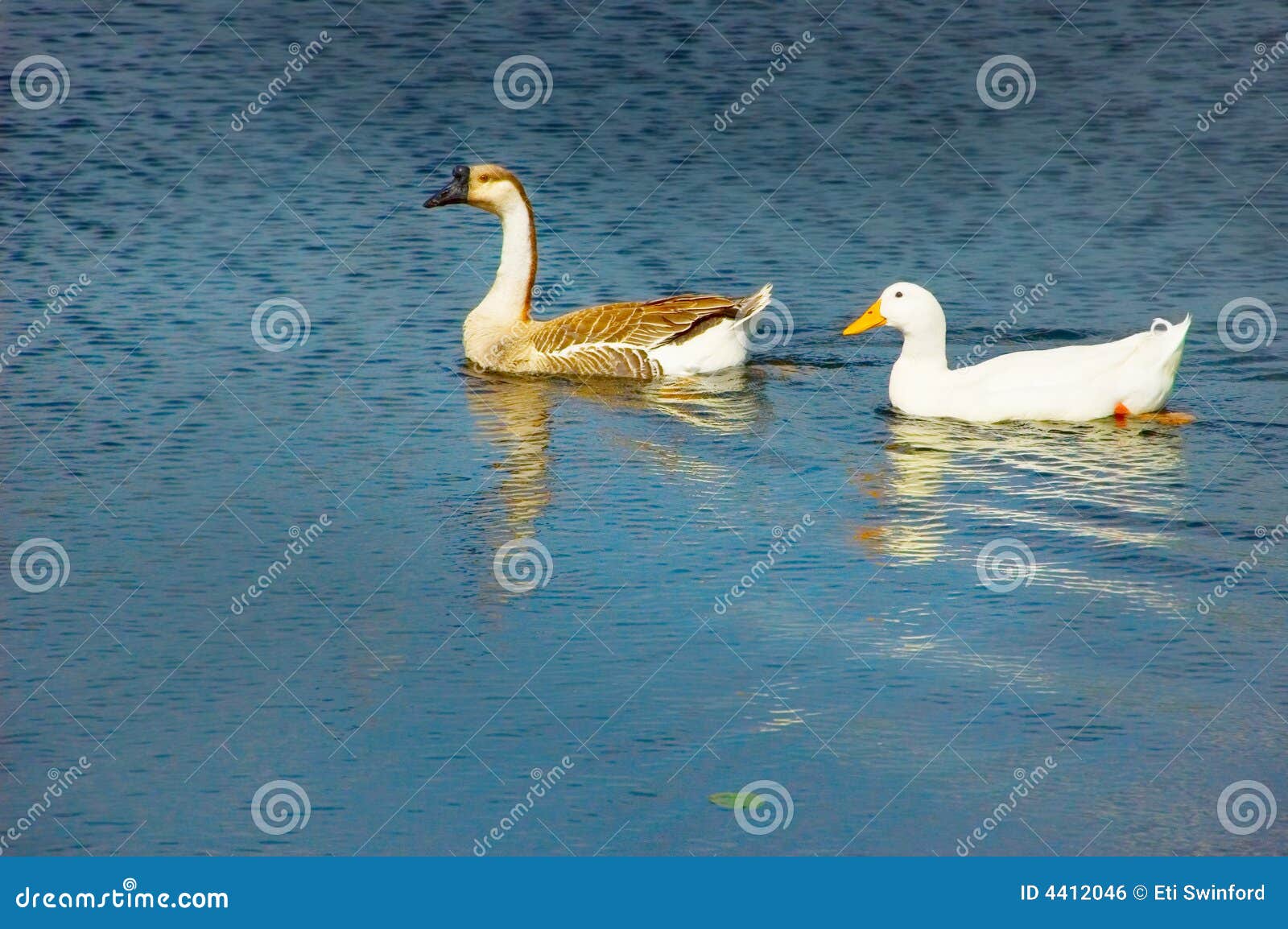 Gans und Ente auf Teich stockfoto. Bild von haustiere - 4412046