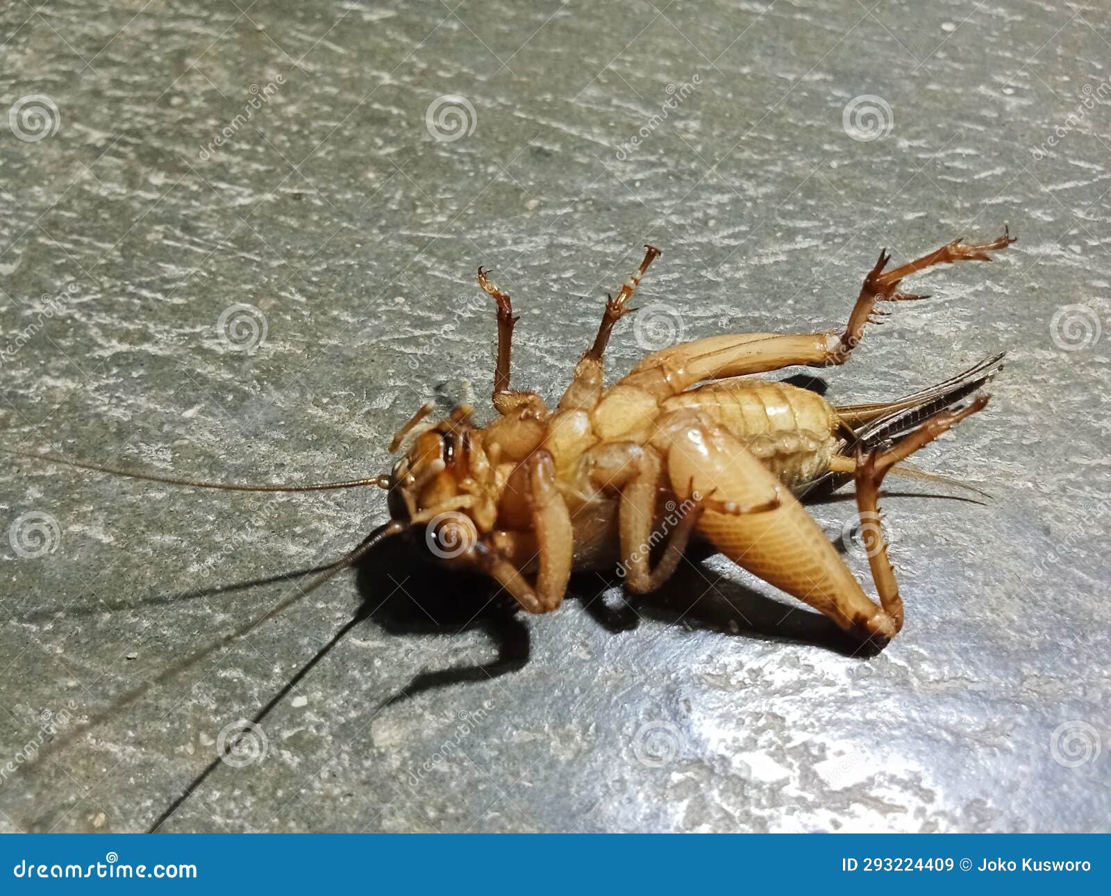 This is a Gansir, a Type of Large, Brownish Grasshopper Insect Stock ...