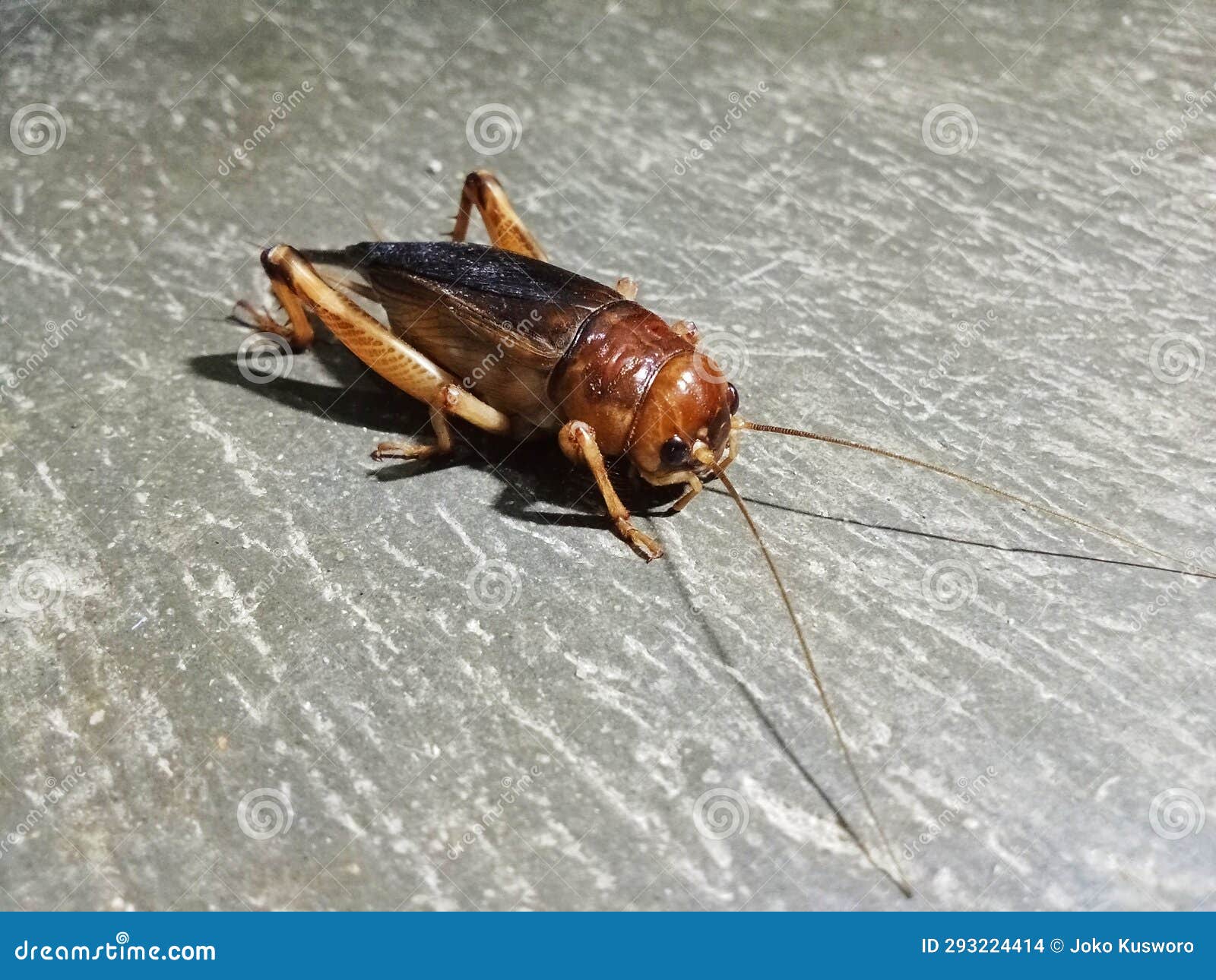 This is a Gansir, a Type of Large, Brownish Grasshopper Insect Stock ...