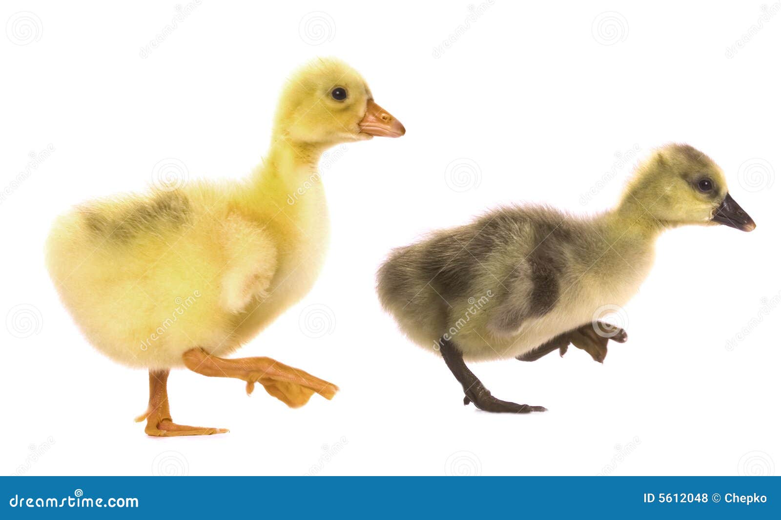 Gansje stock foto. Image of nave, veer, watervogels, eenden - 5612048