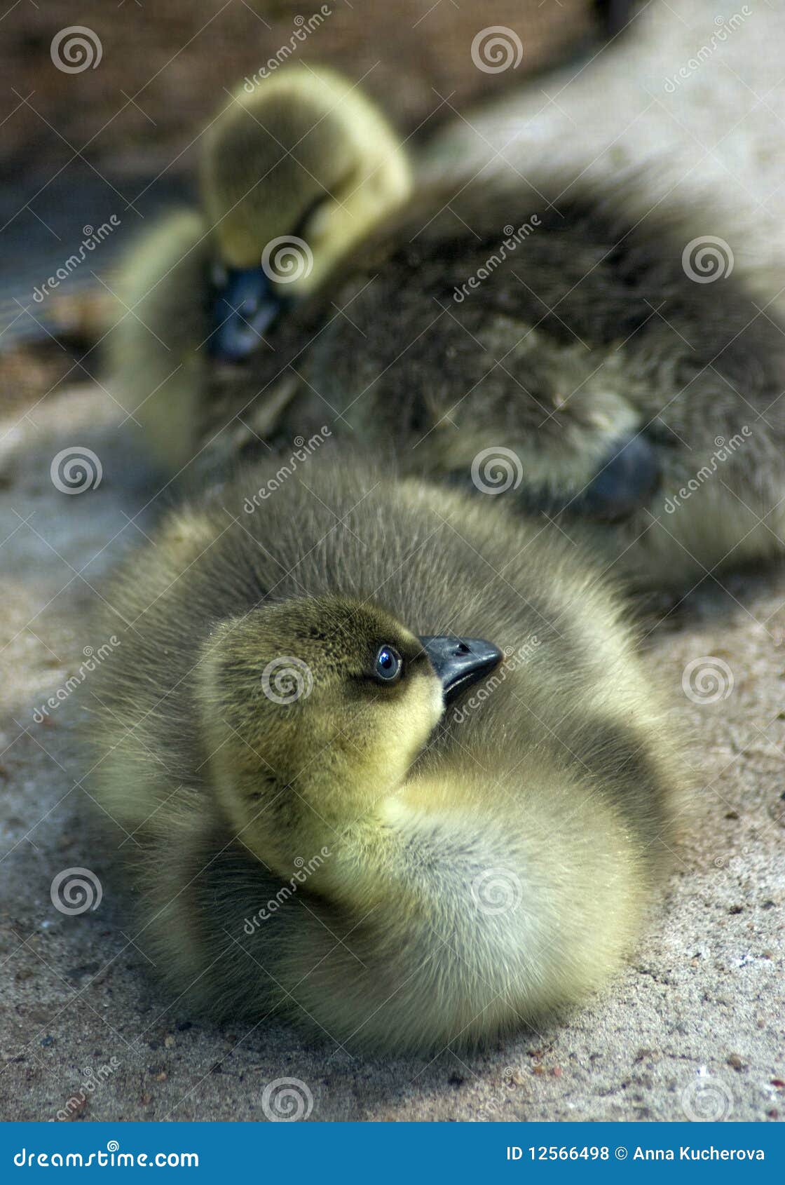 Gansjes stock foto. Image of binnenlands, jong, gevogelte - 12566498