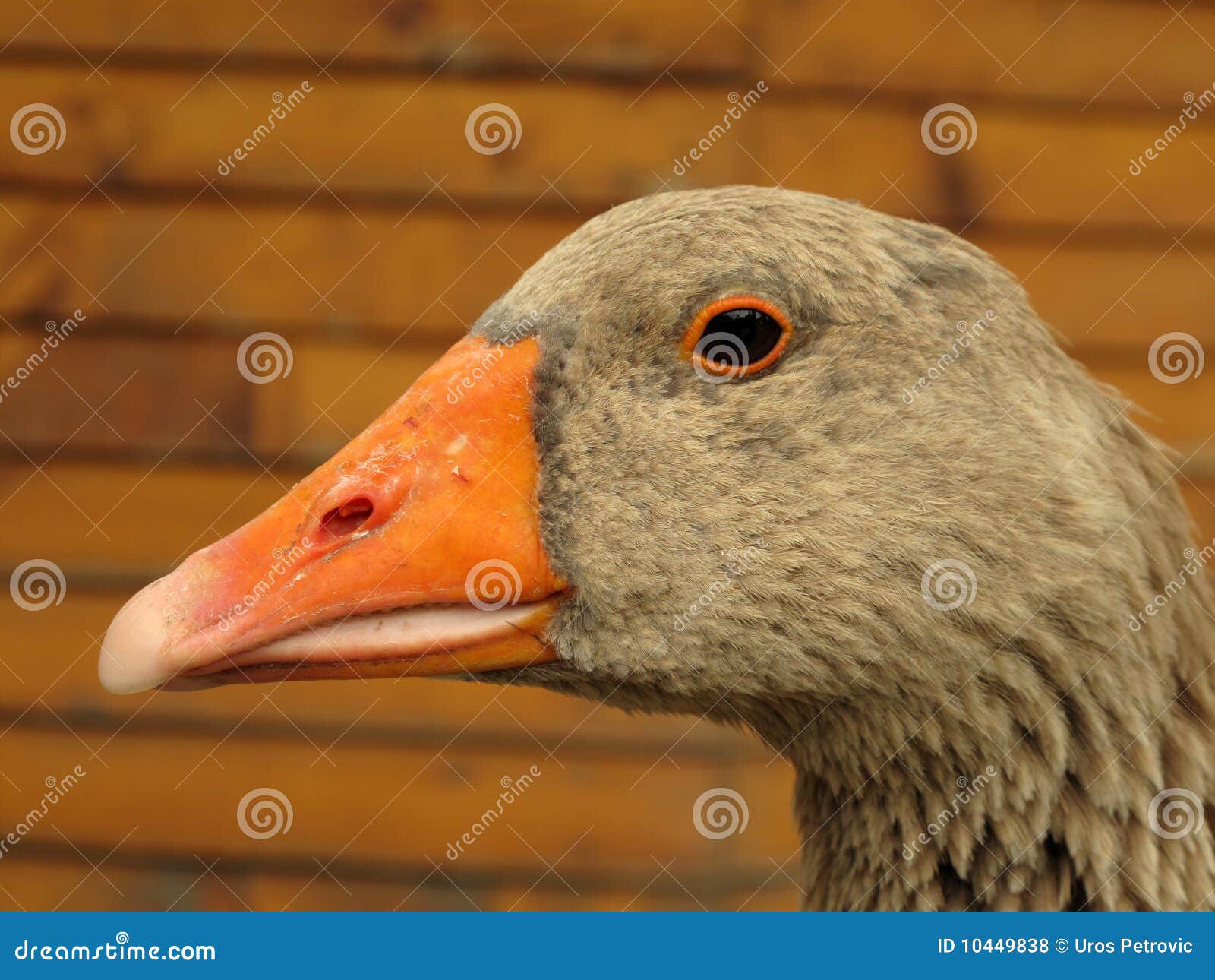 Ganso Fotos de Stock Royalty Free - Imagem: 10449838