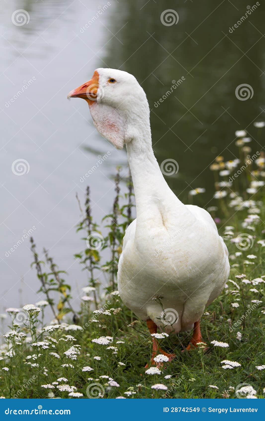 Ganso imagem de stock. Imagem de selvagem, ganso, fazenda - 28742549