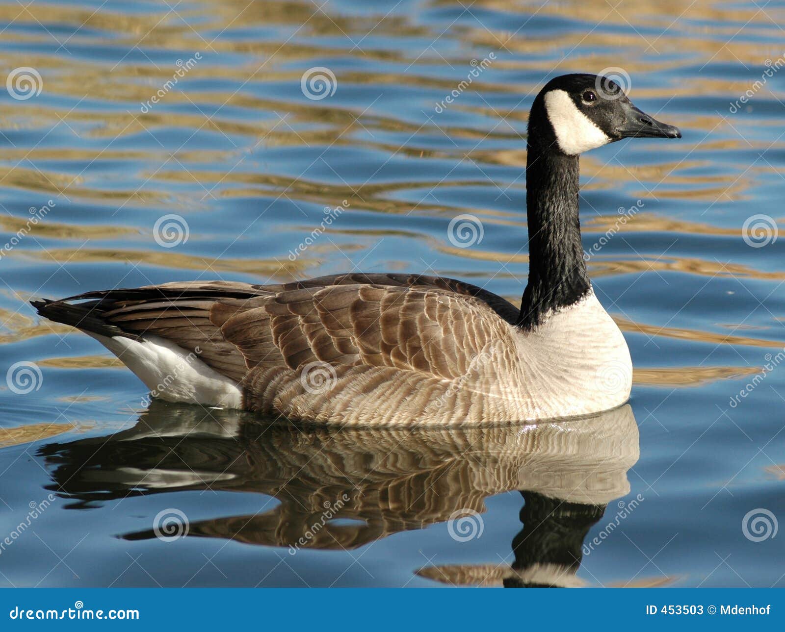 Ganso canadiense imagen de archivo. Imagen de cuenta, mojado - 453503